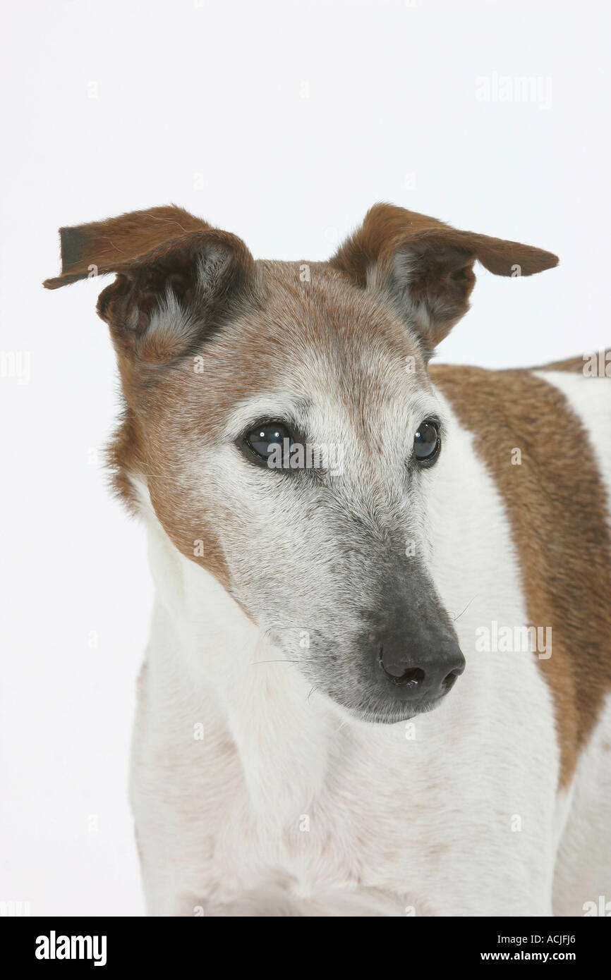 Old fox terrier hi-res stock photography and images - Alamy