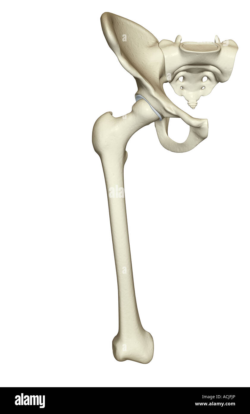 Hip bone structure Cut Out Stock Images & Pictures - Alamy
