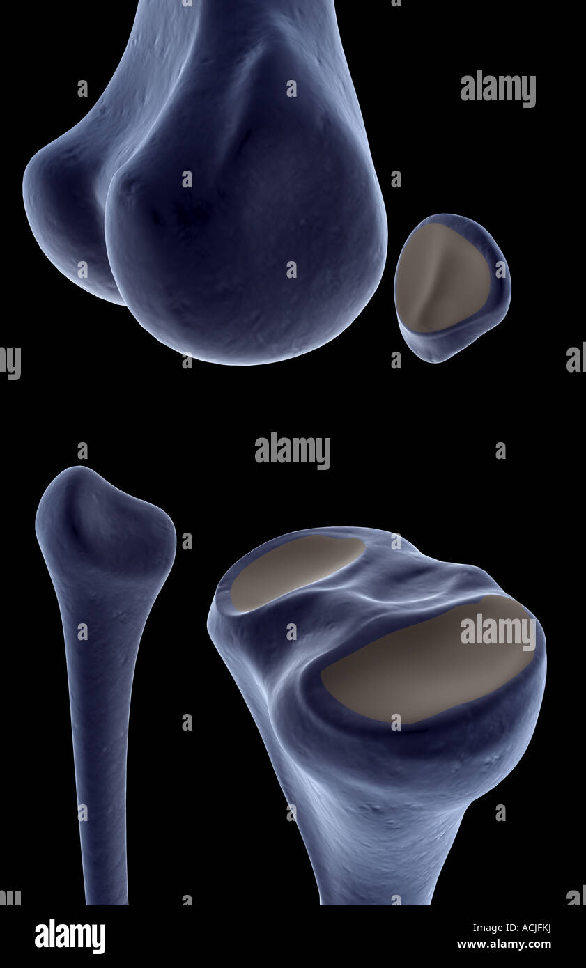 The bones of the knee Stock Photo - Alamy
