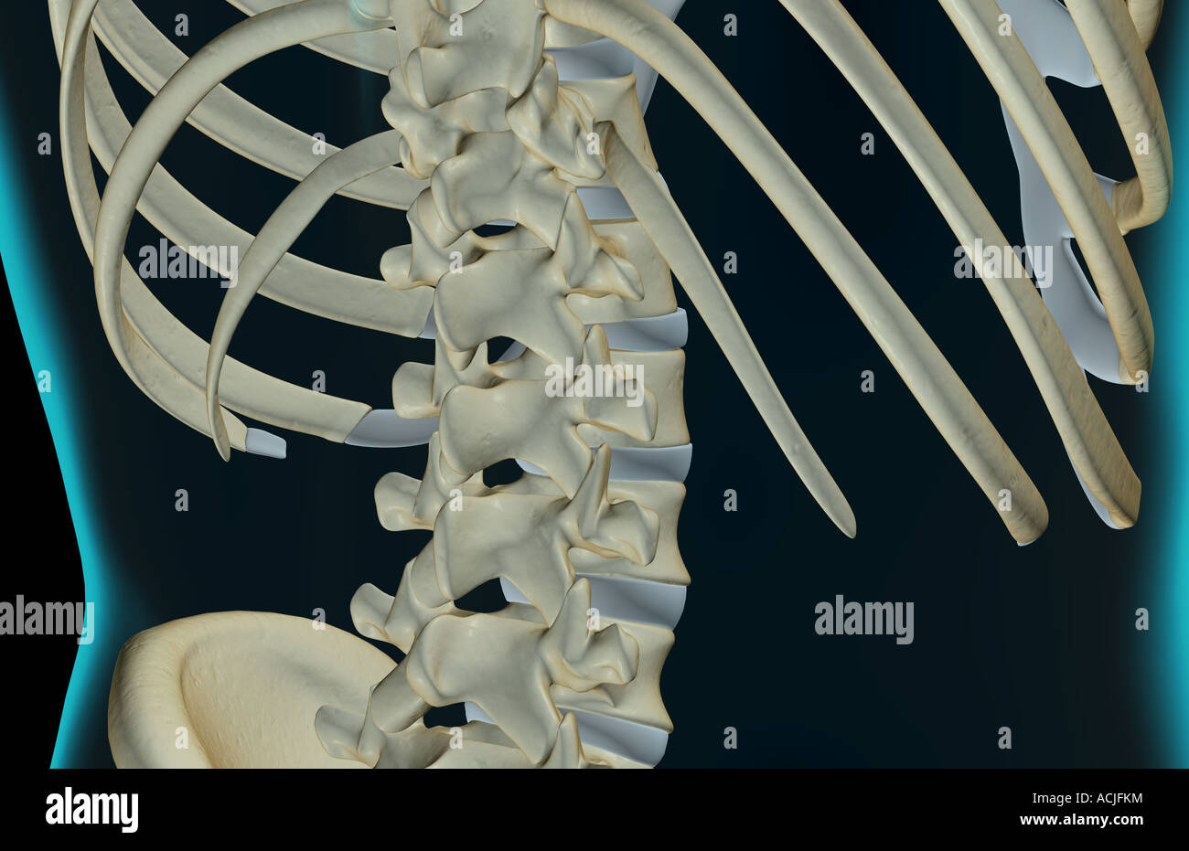The bones of the lower back Stock Photo - Alamy