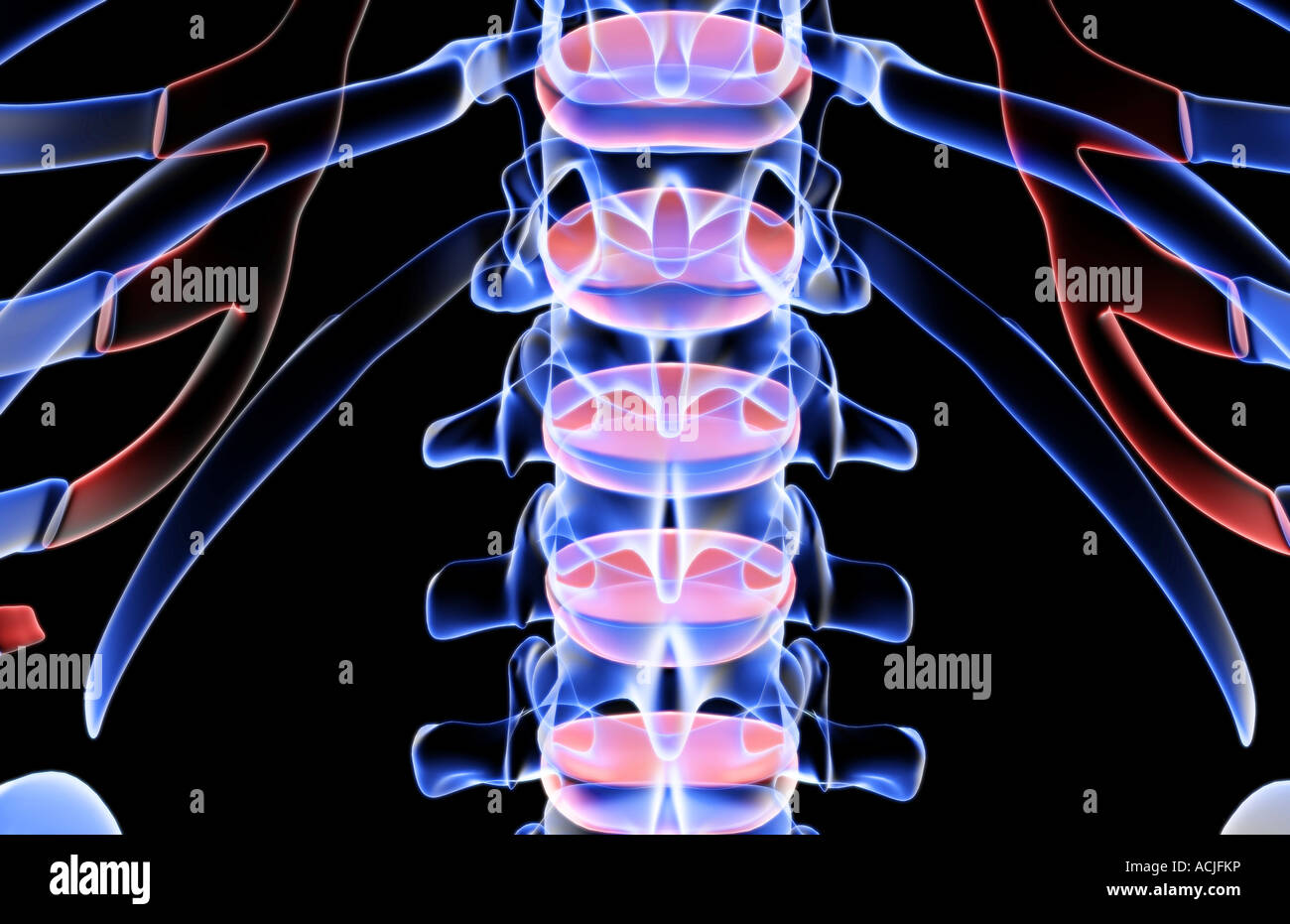 The bones of lumbar vertebrae Stock Photo - Alamy
