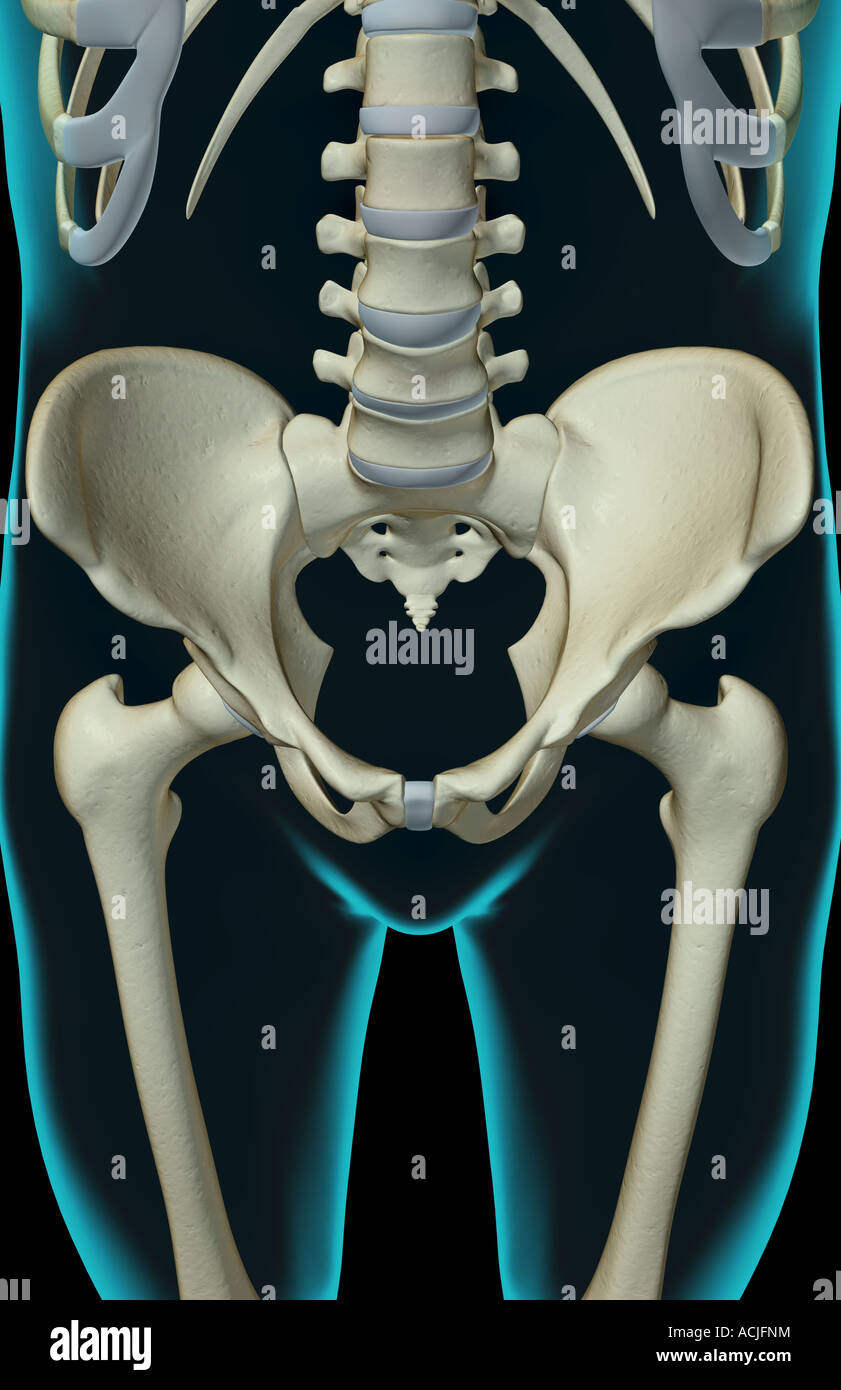 Pelvic Inlet Stock Photos & Pelvic Inlet Stock Images - Alamy