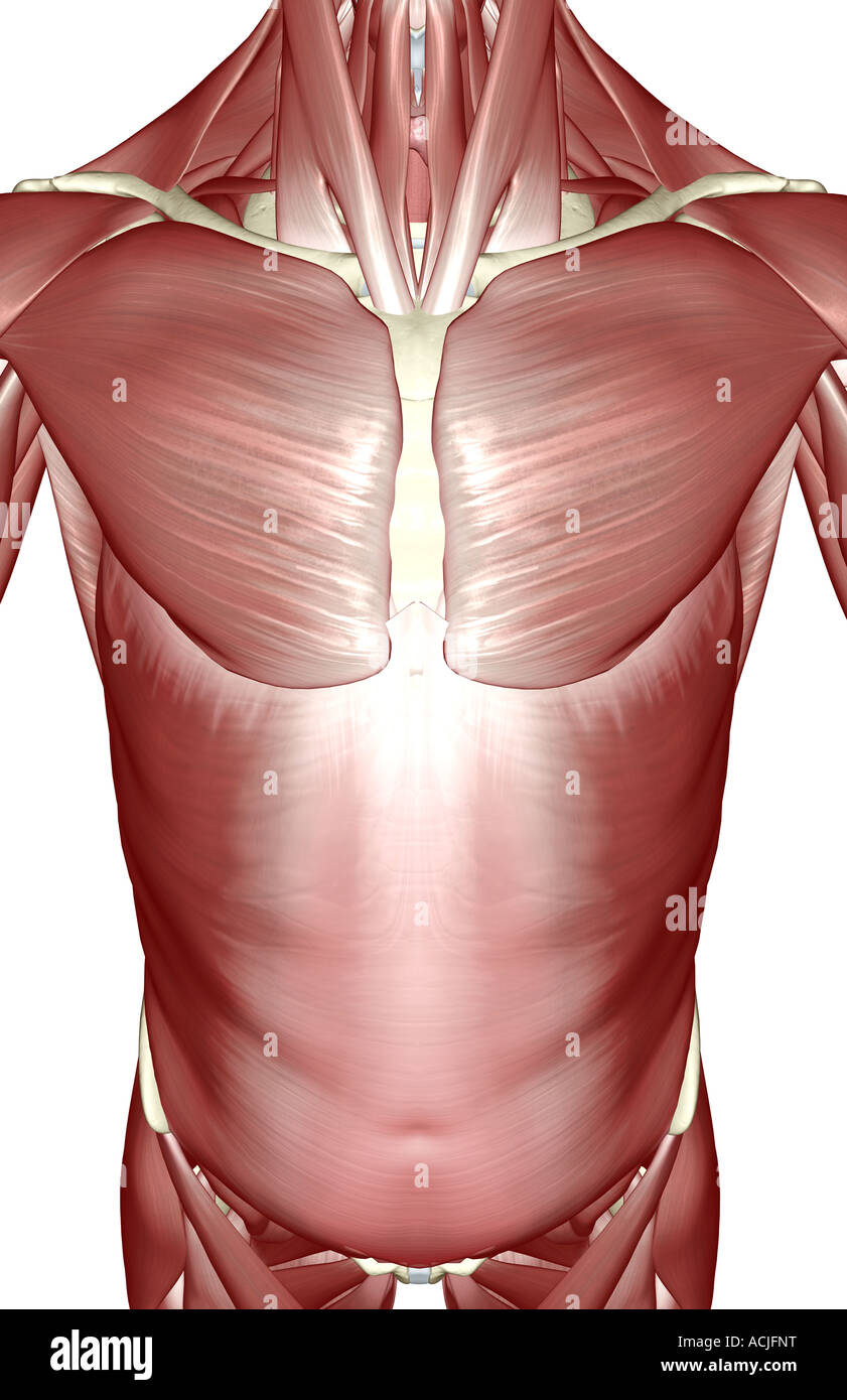 The muscles of the trunk Stock Photo - Alamy