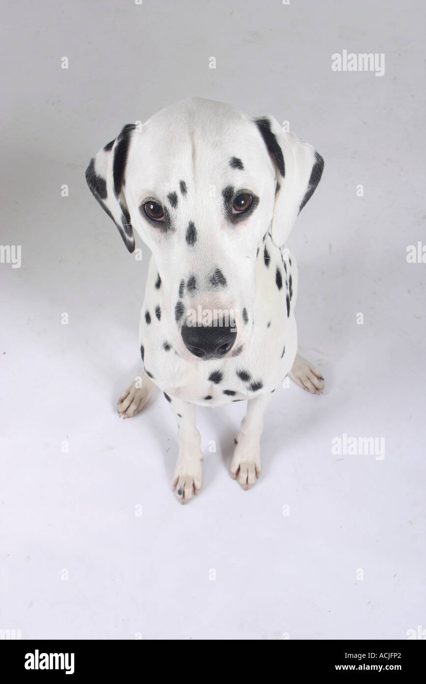 Dalmatian dog eye hi-res stock photography and images - Alamy
