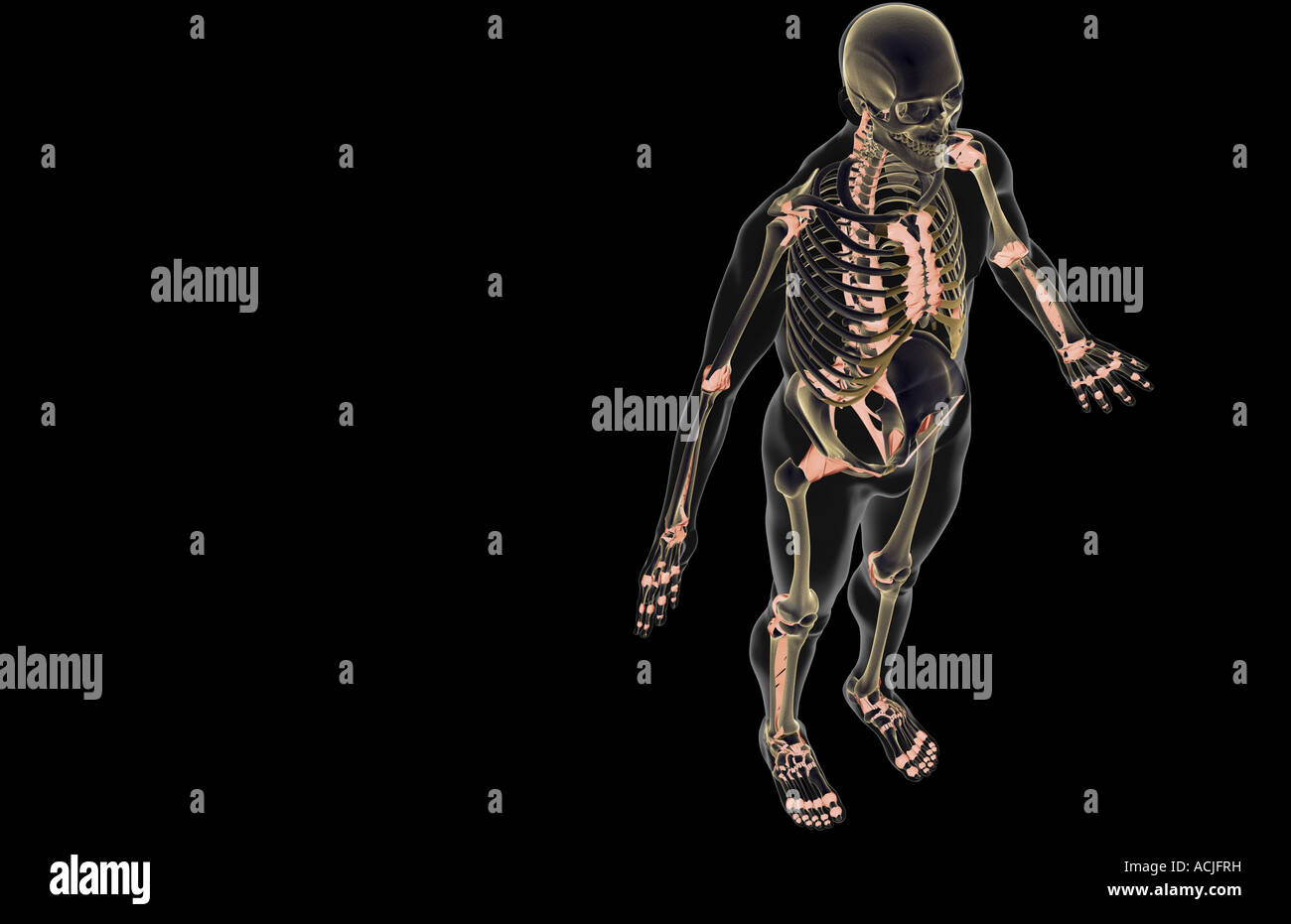 The ligamentous system Stock Photo - Alamy