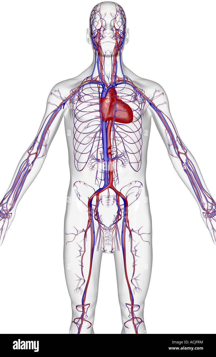 The blood supply of the upper body Stock Photo - Alamy