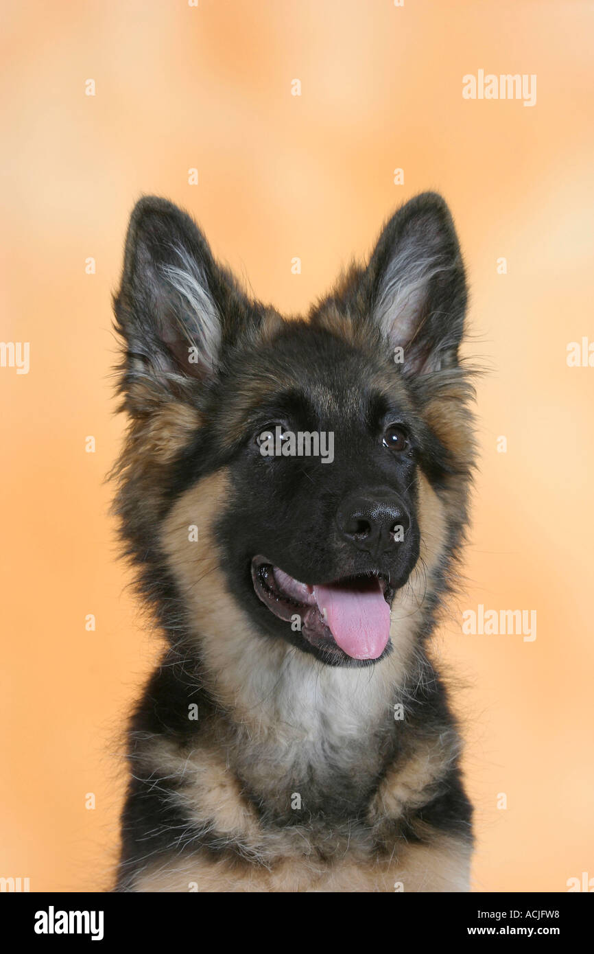 German Shepherd / Alsatian Stock Photo - Alamy