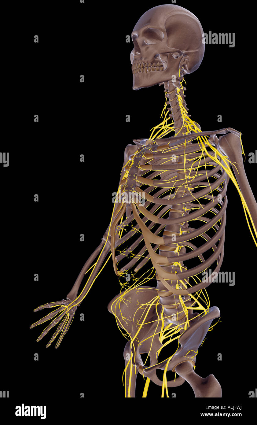 The nerves of the upper body Stock Photo - Alamy