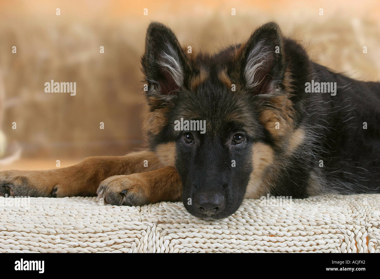 German Shepherd / Alsatian Stock Photo - Alamy