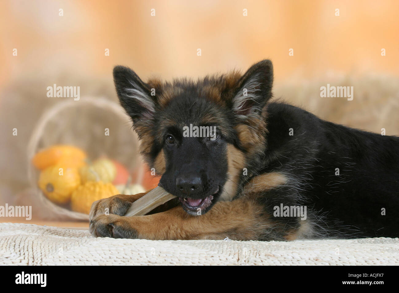 German Shepherd / Alsatian Stock Photo - Alamy