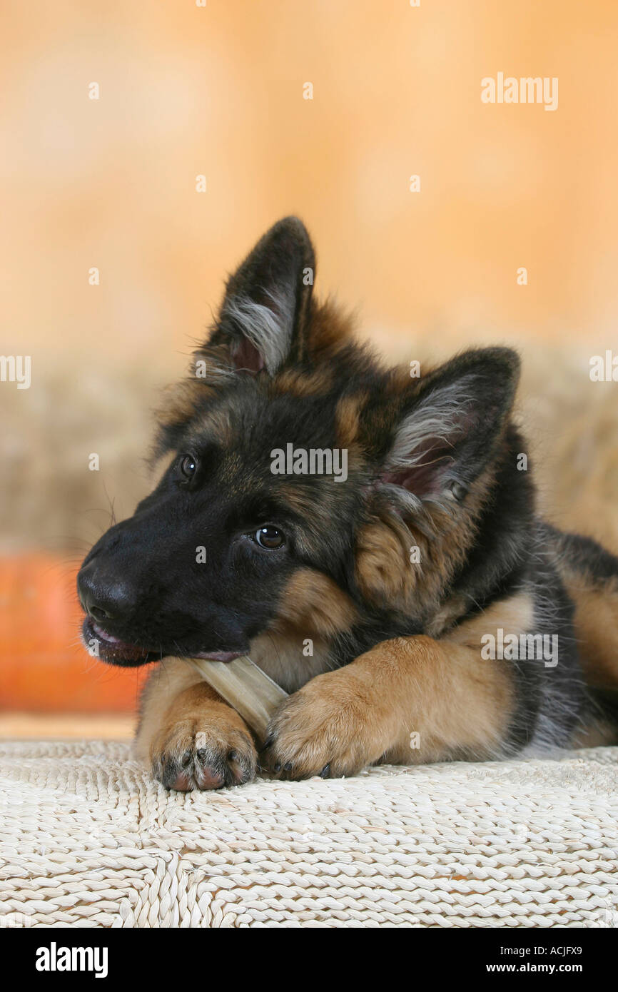 German Shepherd / Alsatian Stock Photo - Alamy