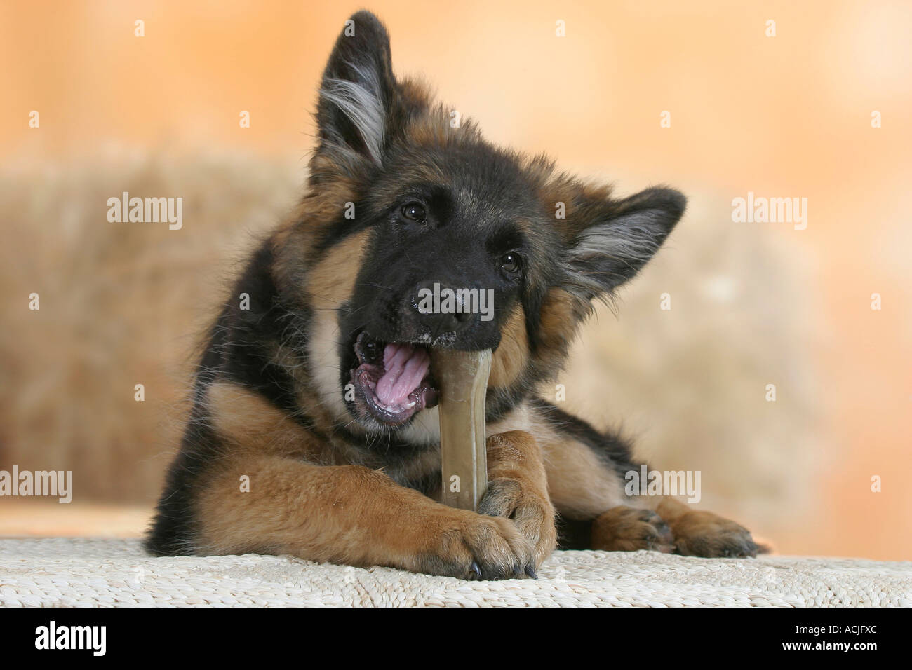 German Shepherd / Alsatian Stock Photo - Alamy