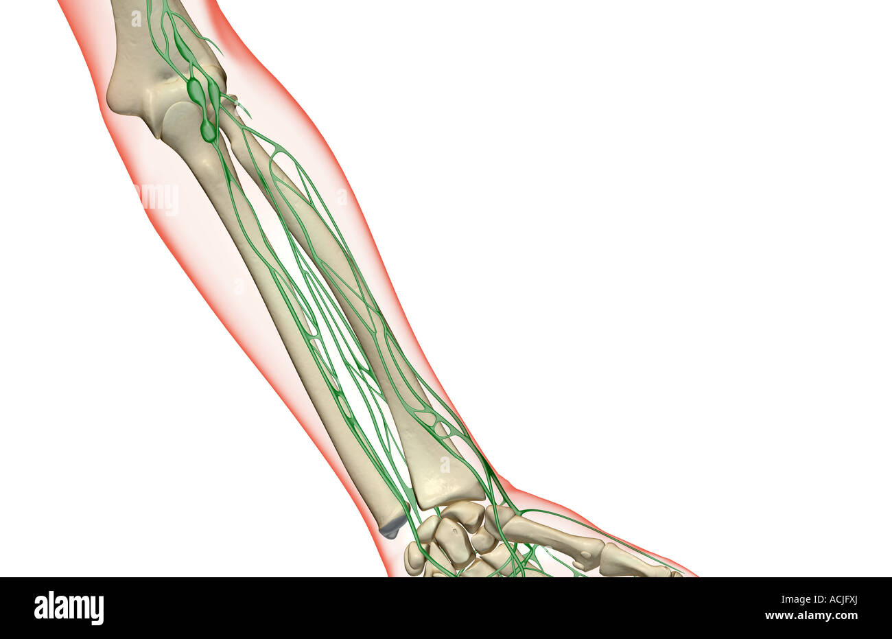 The lymph supply of the forearm Stock Photo - Alamy