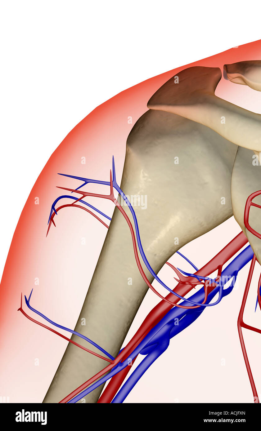 Blood supply shoulder hi-res stock photography and images - Alamy