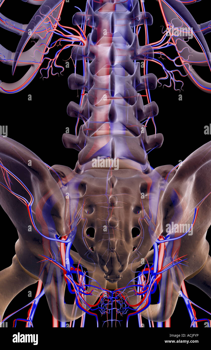 The blood supply of the lower back Stock Photo - Alamy