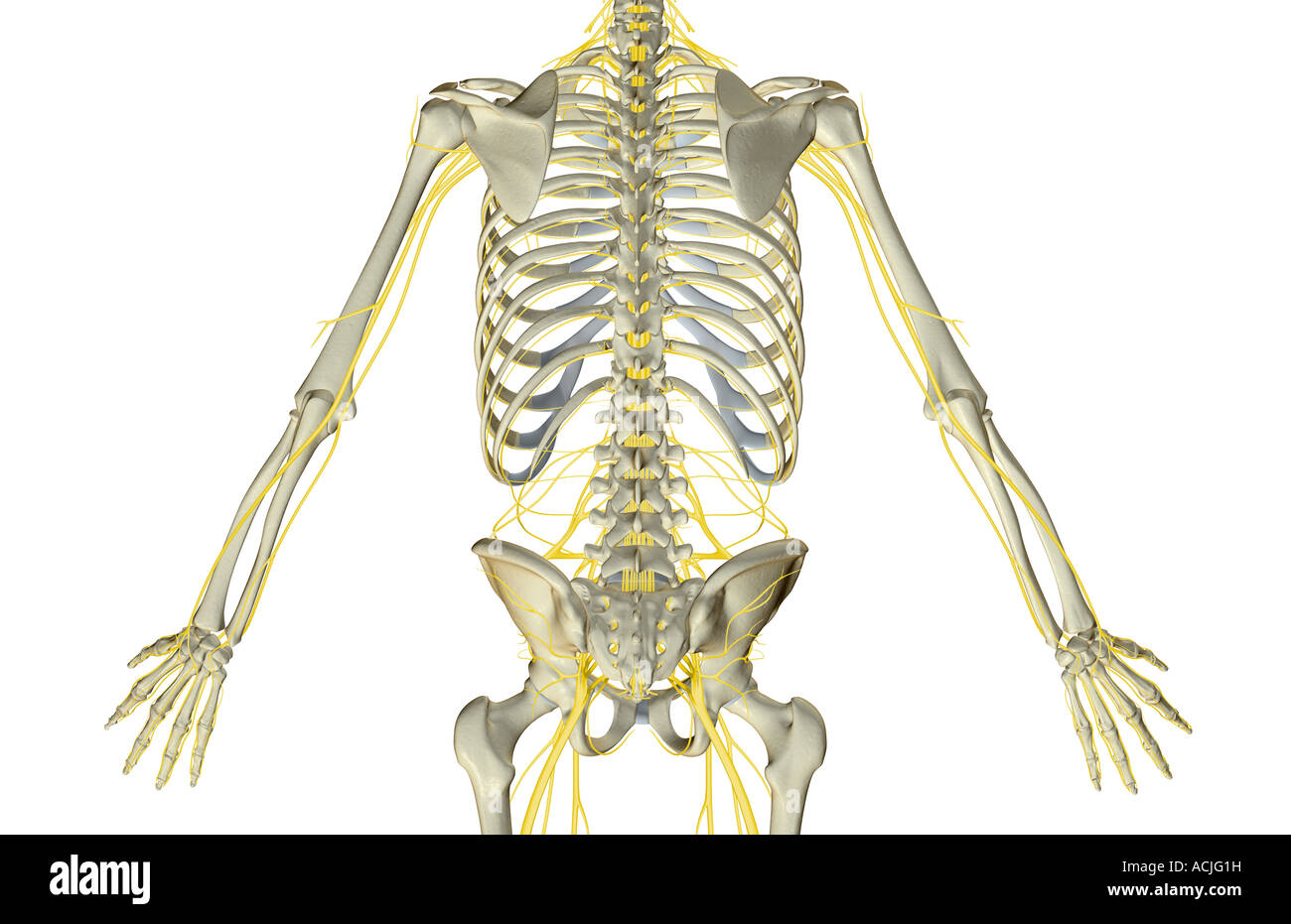 The nerves of the trunk Stock Photo - Alamy