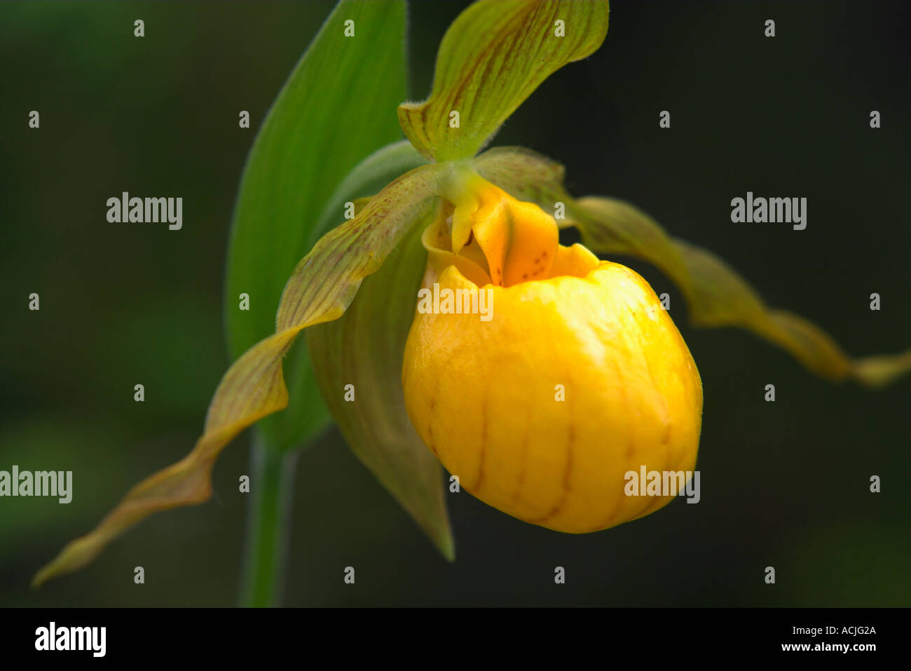 Yellow Lady Slipper wildflowers in bloom Stock Photo - Alamy