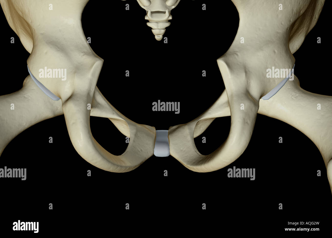 The bones of the pelvis Stock Photo - Alamy