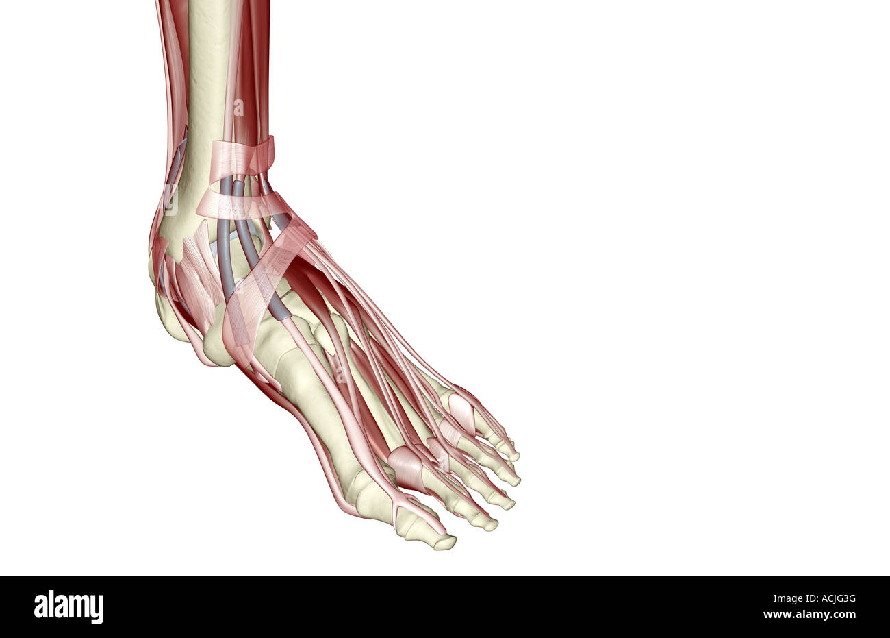 Foot dorsal anatomy Cut Out Stock Images & Pictures - Alamy