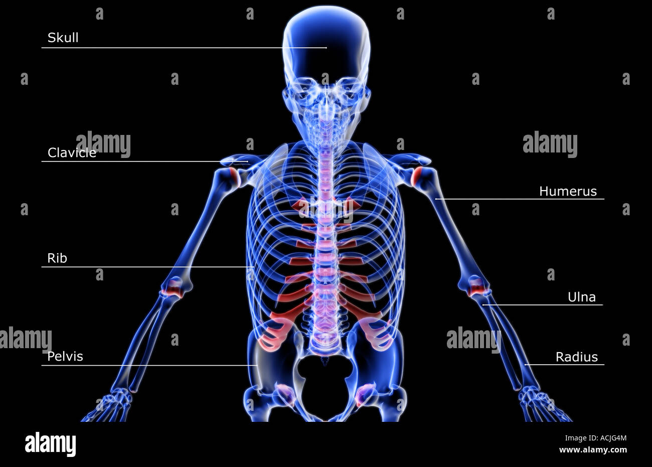 The bones of the upper body Stock Photo - Alamy