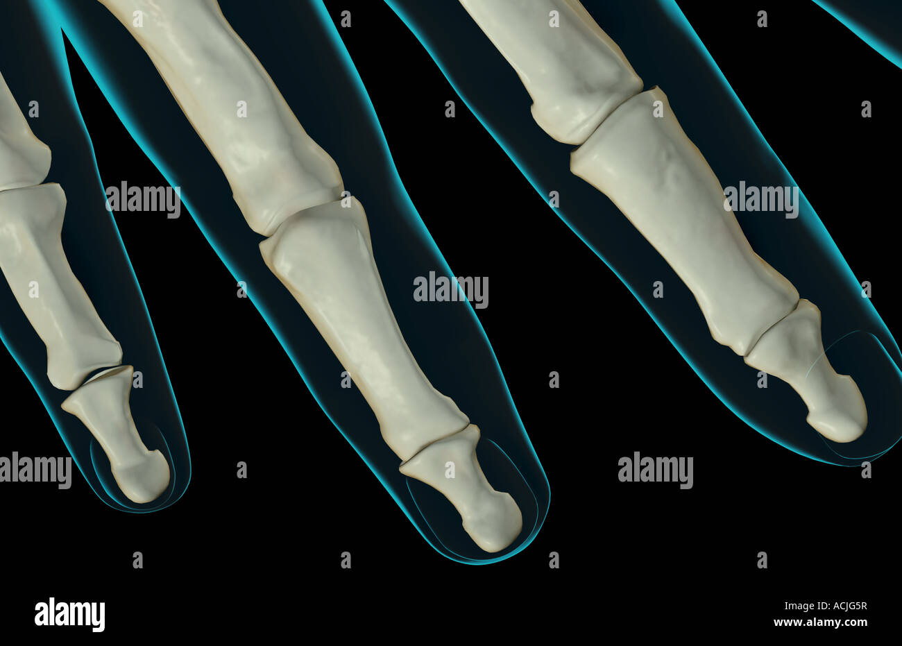 The bones of the fingers Stock Photo - Alamy