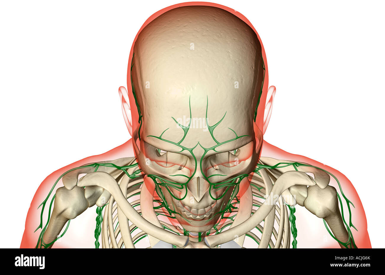 Lymph vessels face hi-res stock photography and images - Alamy