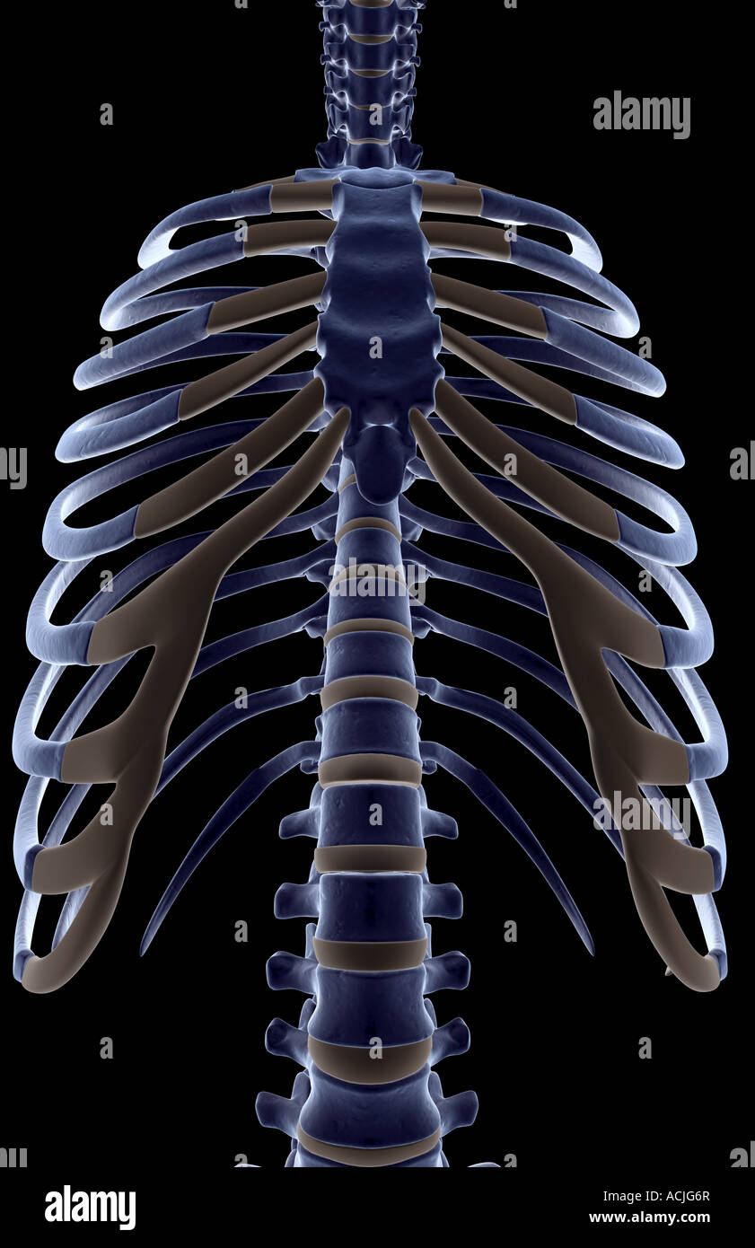 Xiphoid Process