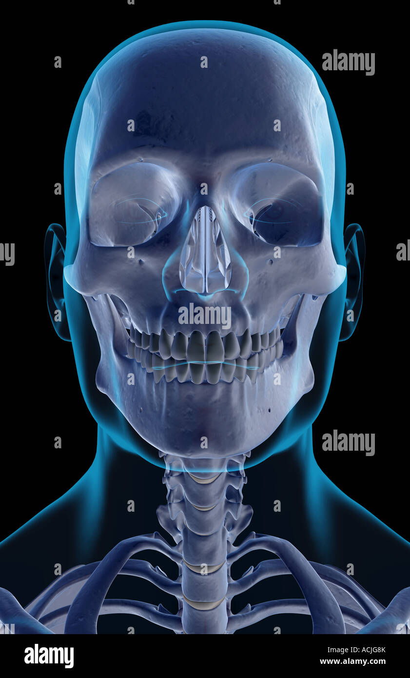 The bones of the head neck and face Stock Photo - Alamy