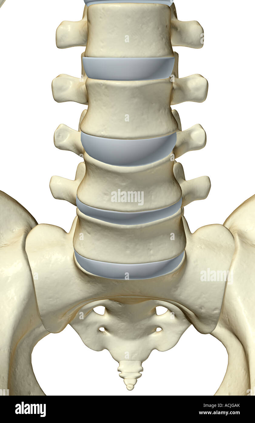 The bones of lumbar vertebrae Stock Photo - Alamy