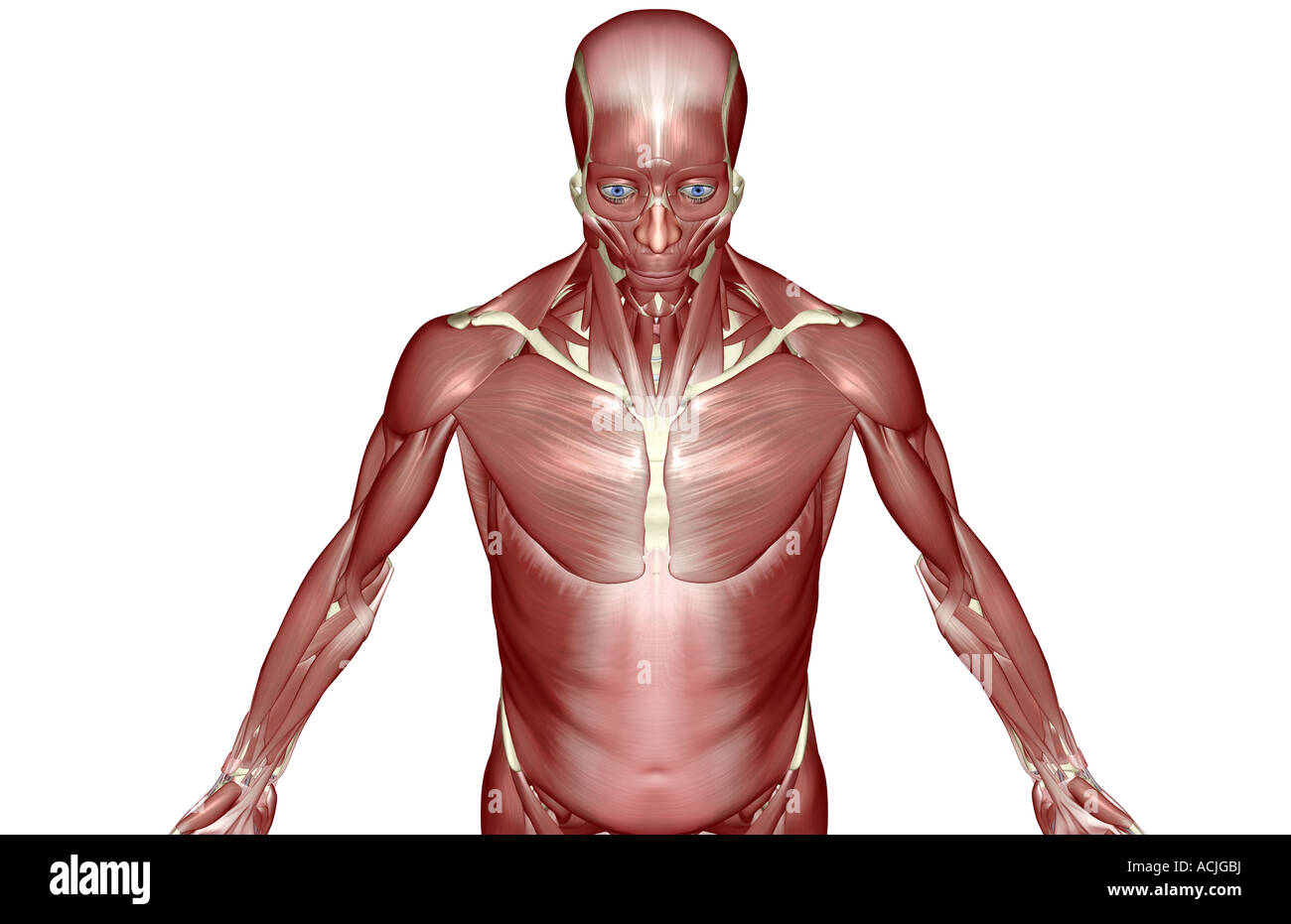 Upper chest muscles anatomy hi-res stock photography and images - Alamy