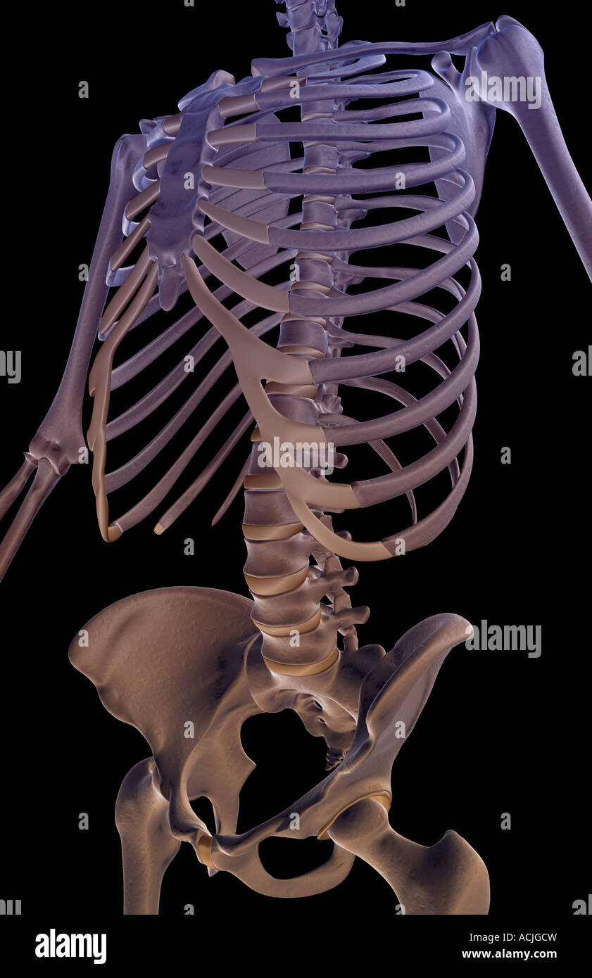 The bones of the trunk Stock Photo - Alamy