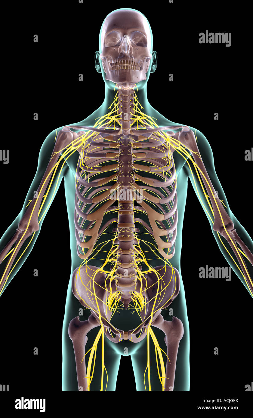 The nerves of the upper body Stock Photo - Alamy