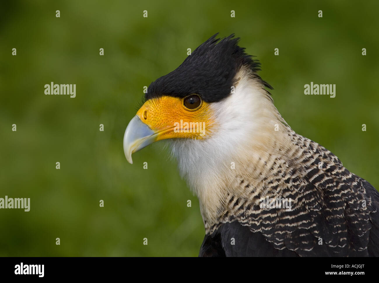 Crested Caracara Polyborus plancus Stock Photo - Alamy