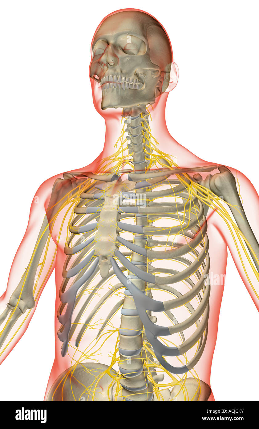 The nerves of the upper body Stock Photo - Alamy