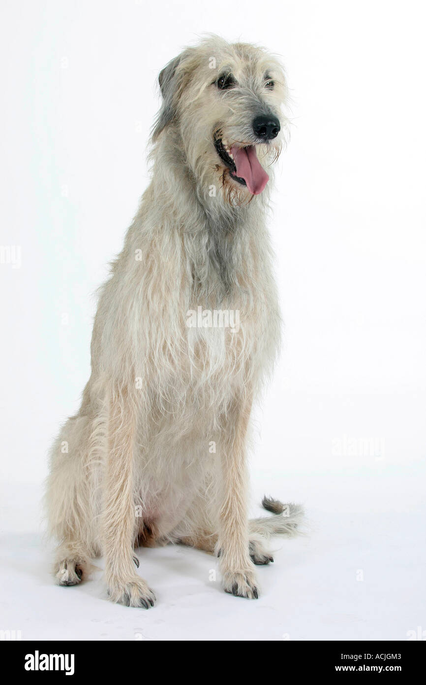 Irish wolfhound single adult dog hi-res stock photography and images ...