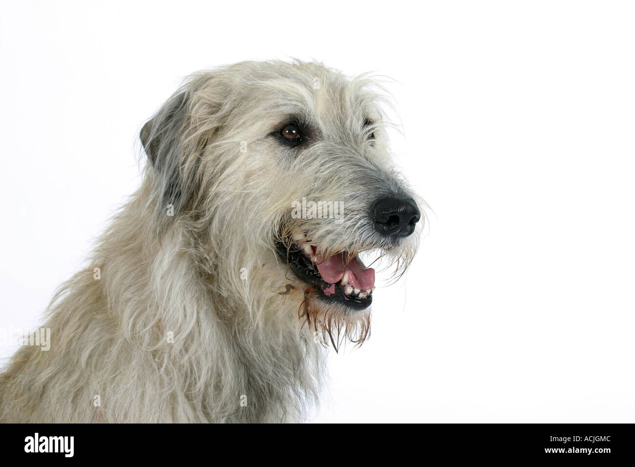 Portrait irish wolfhound hi-res stock photography and images - Alamy