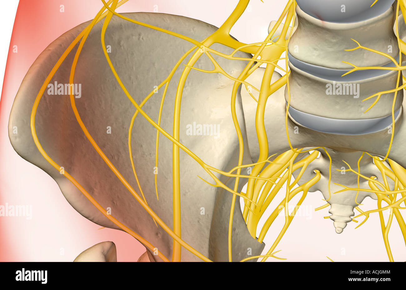The nerves of the hip Stock Photo - Alamy