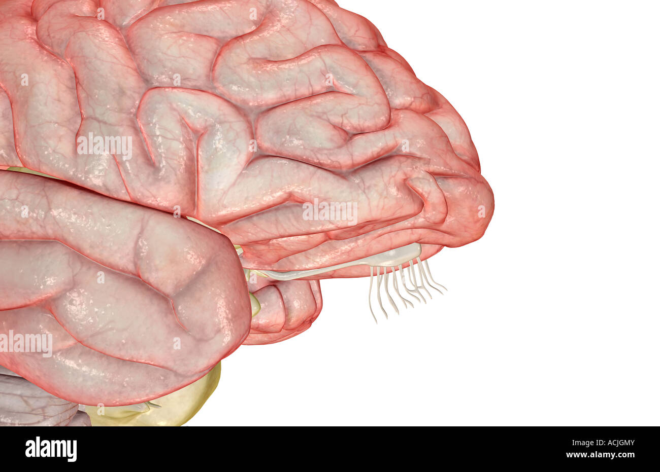 Insula brain hi-res stock photography and images - Alamy
