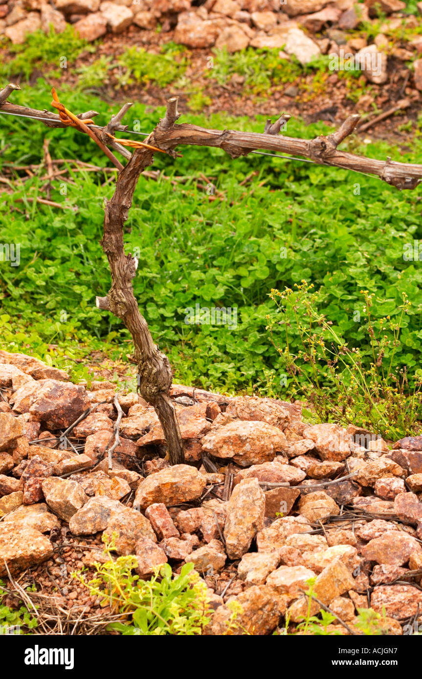 Cordon Royat High Resolution Stock Photography and Images - Alamy