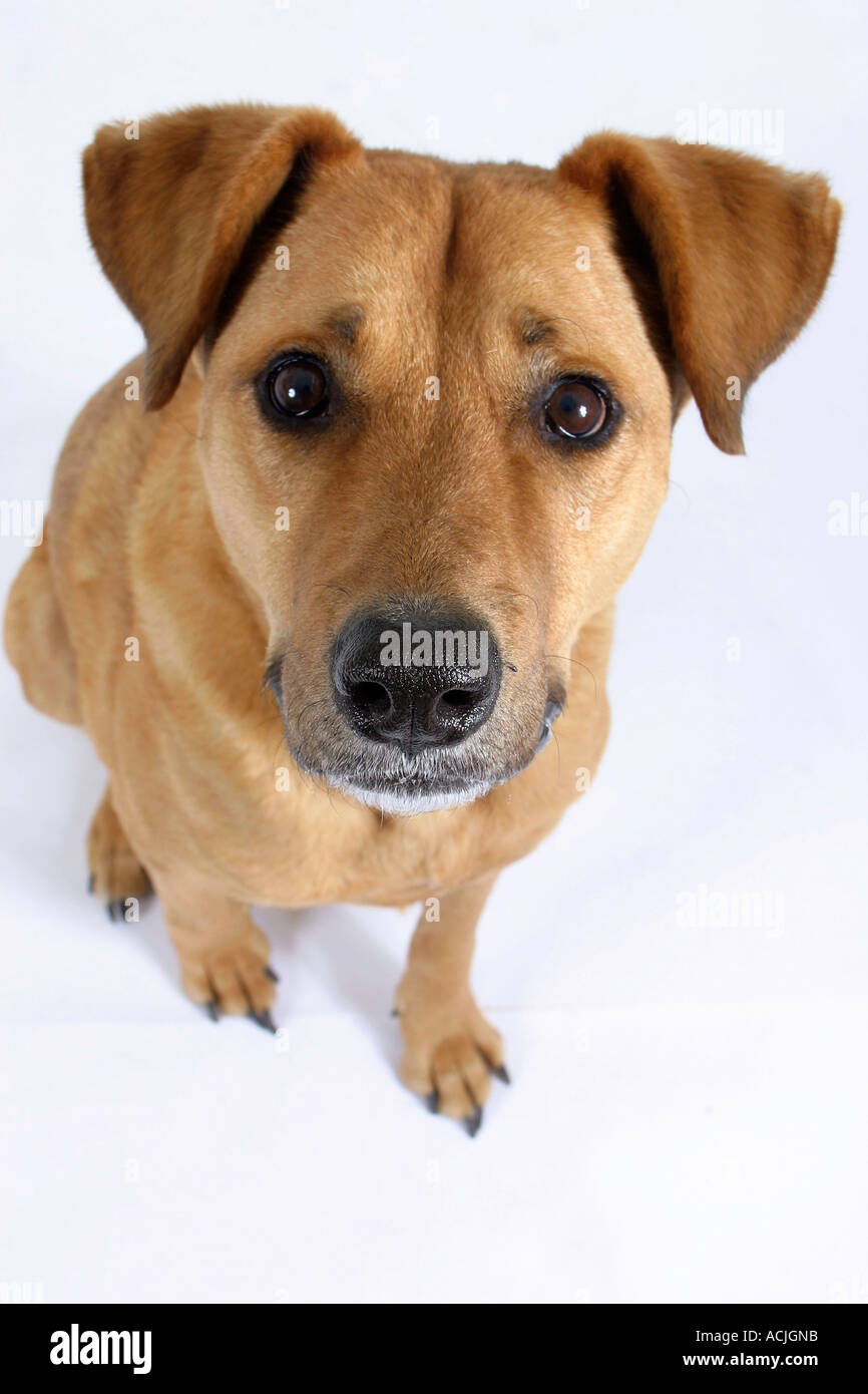 Mixed Breed Dog Stock Photo - Alamy