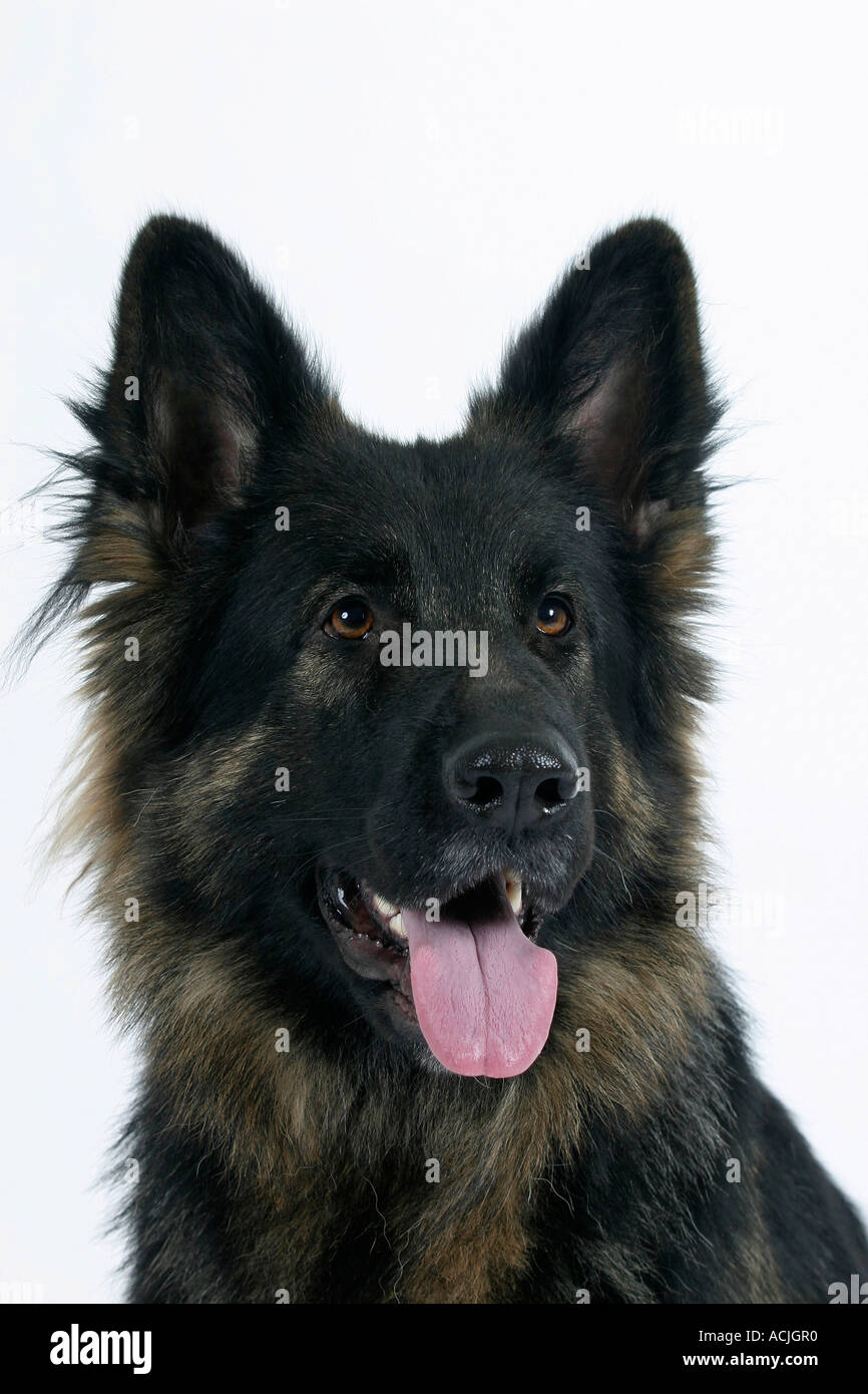 German Shepherd Dog / Alsatian Stock Photo - Alamy