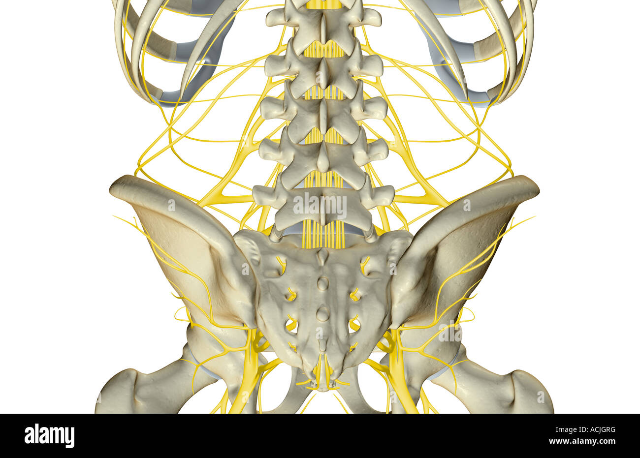 The nerves of the lower back Stock Photo - Alamy