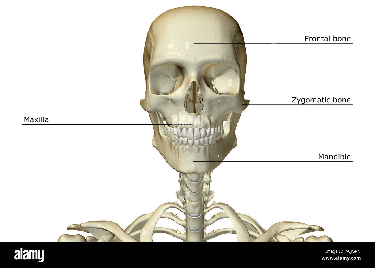 Neck Bone Anatomy