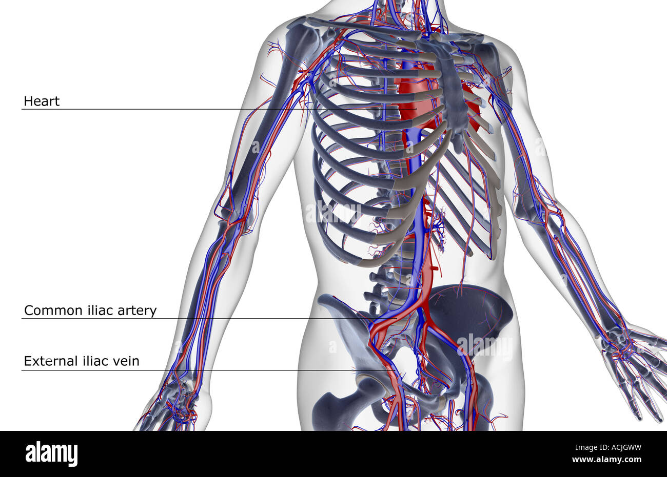 The blood supply of the trunk Stock Photo - Alamy