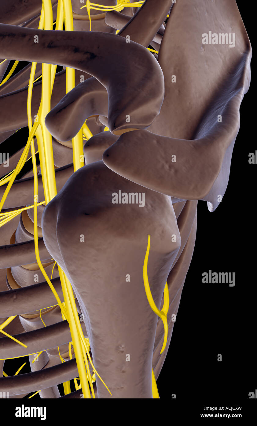 Axillary nerve shoulder hi-res stock photography and images - Alamy