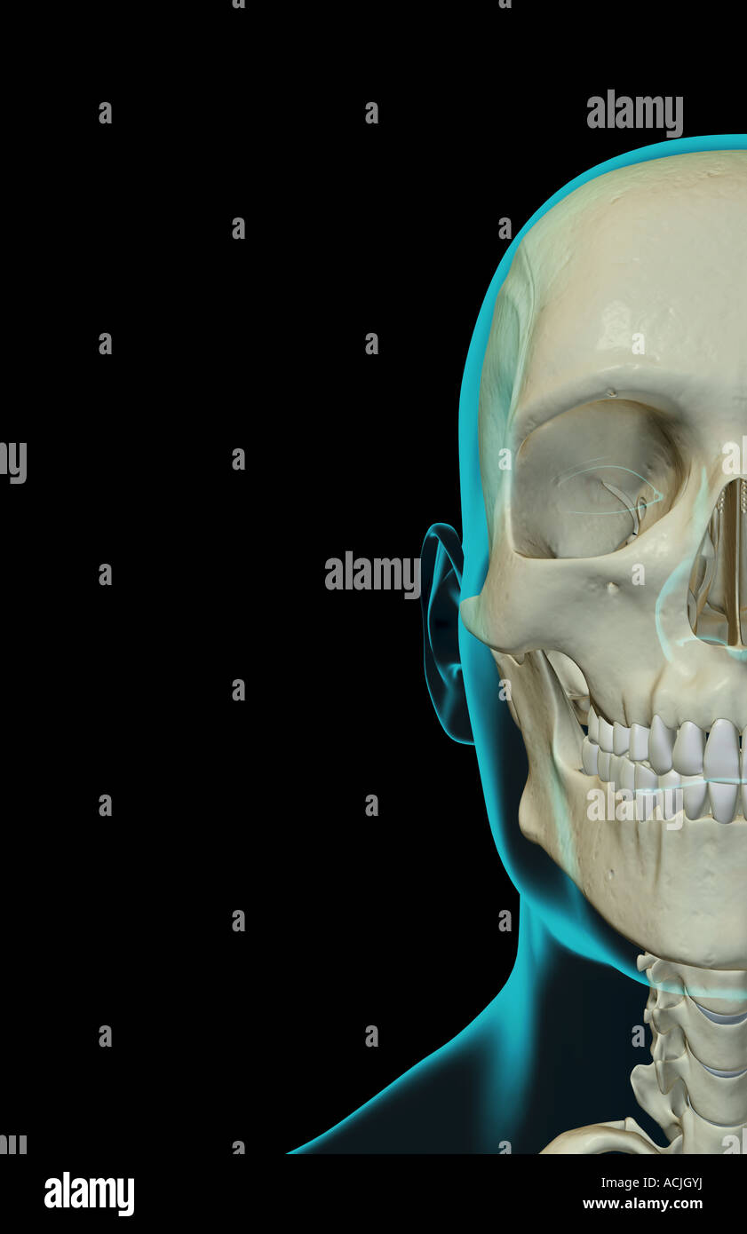 The bones of the face Stock Photo - Alamy
