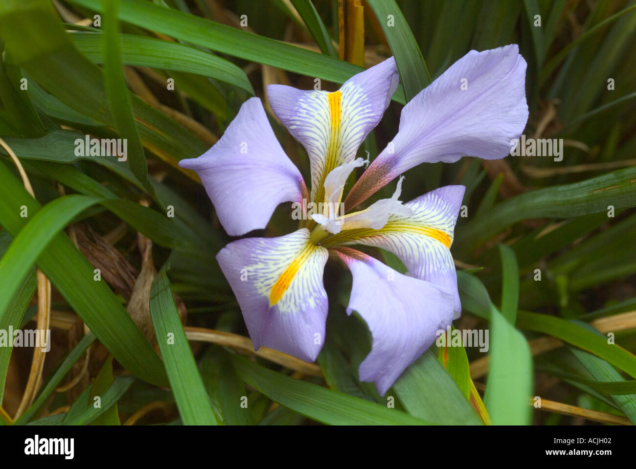 Iris unguicularis hi-res stock photography and images - Alamy