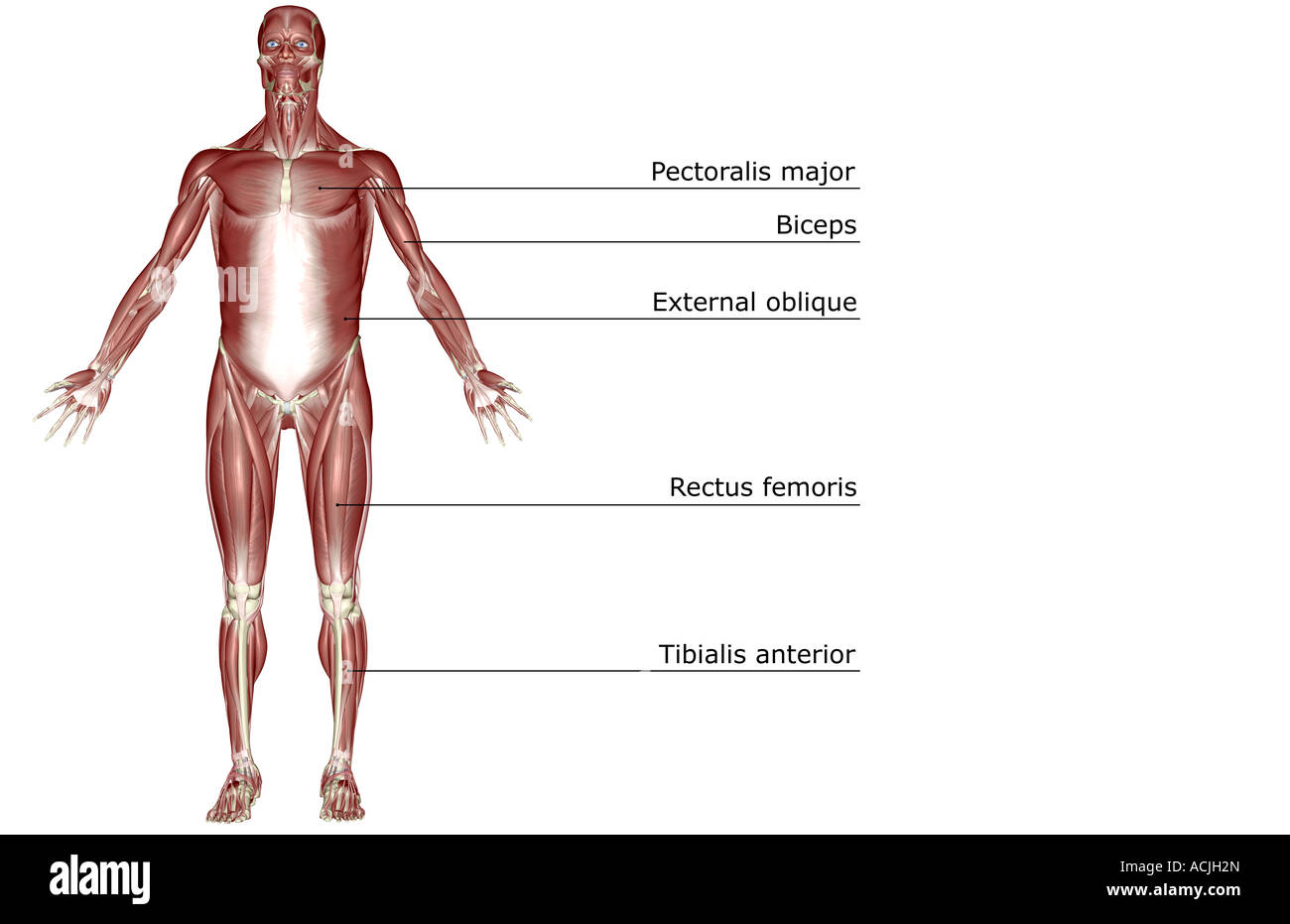 Muscular System Cut Out Stock Images & Pictures - Alamy