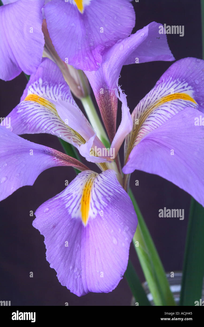 Algerian iris winter hi-res stock photography and images - Alamy