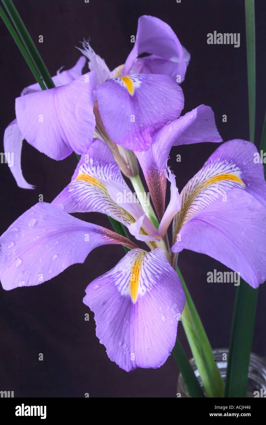 Algerian iris winter hi-res stock photography and images - Alamy